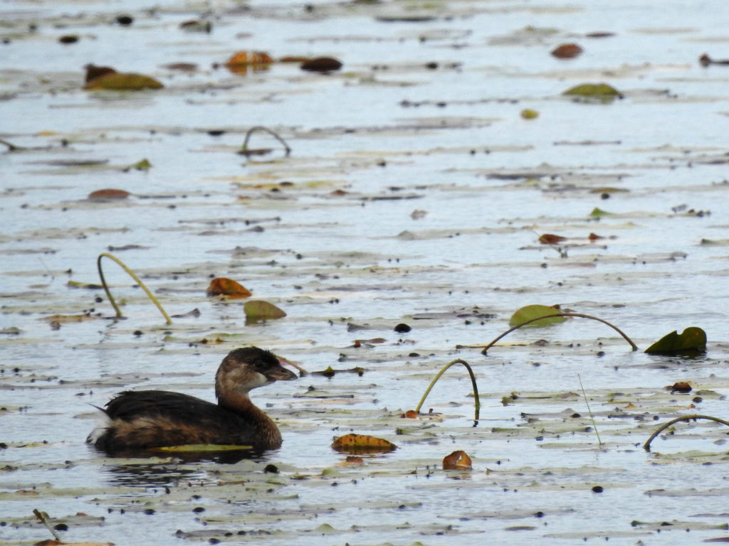 Photos of Birds – David Albeck